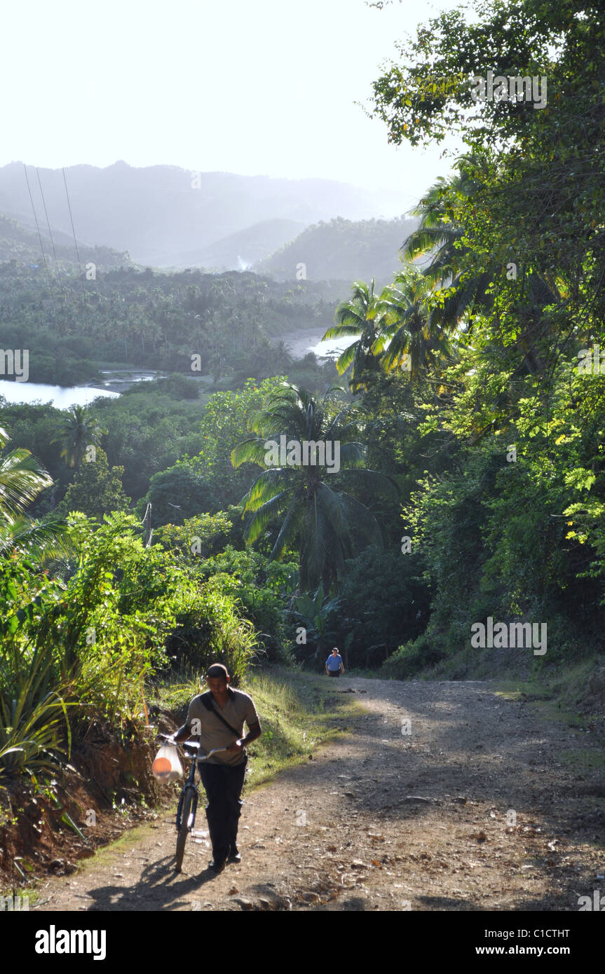Caribbean Forest in Baracoa, Cuba Stock Photo - Alamy