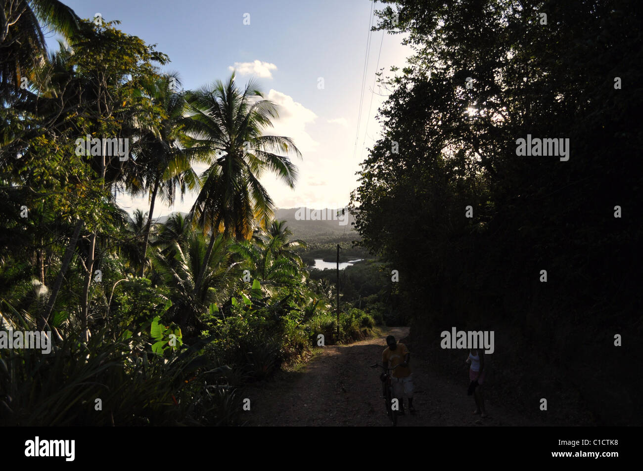 Caribbean Forest in Baracoa, Cuba Stock Photo - Alamy