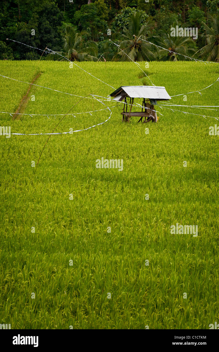 The area of Belimbing, Bali, Indonesia, has some of the most beautiful ...