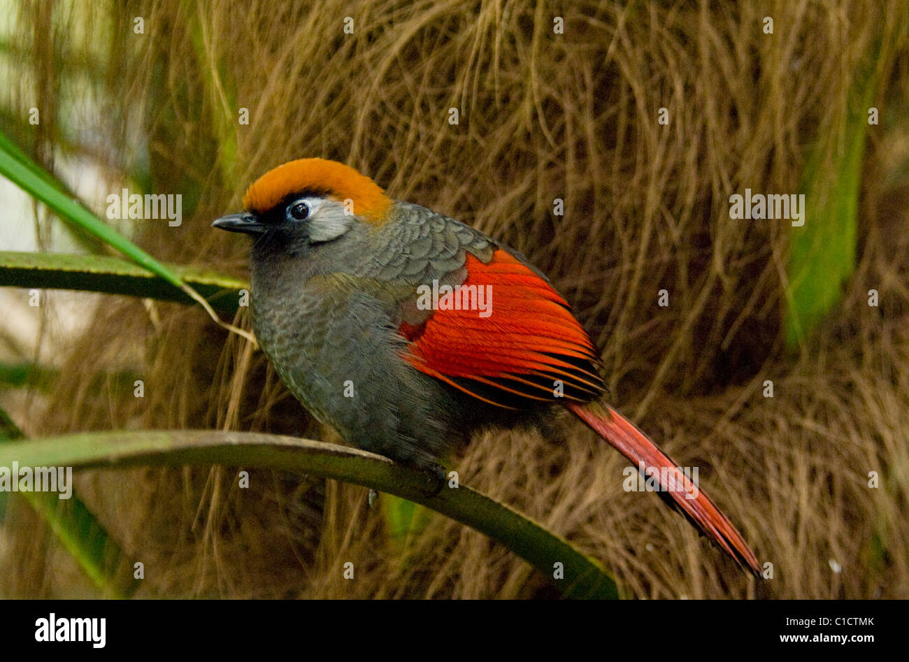 Red-tailed laughing Thrush Trochalopteron milnei Captive Stock Photo ...