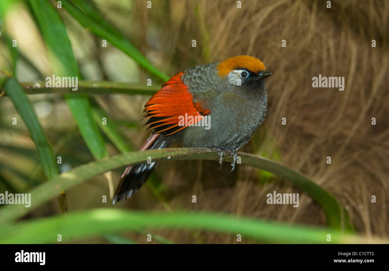 Red-tailed laughing Thrush Trochalopteron milnei Captive Stock Photo ...