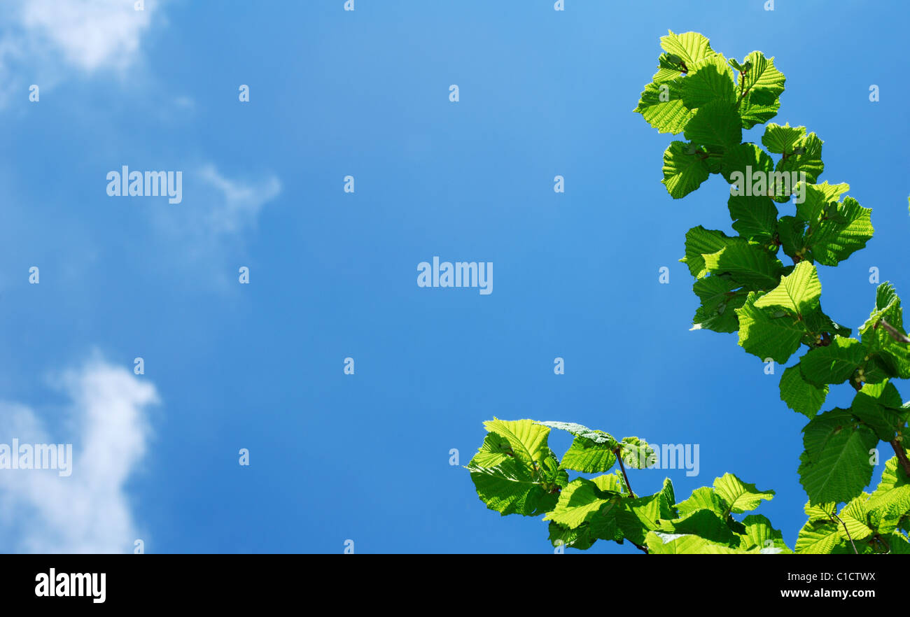 Hazel tree hi-res stock photography and images - Alamy