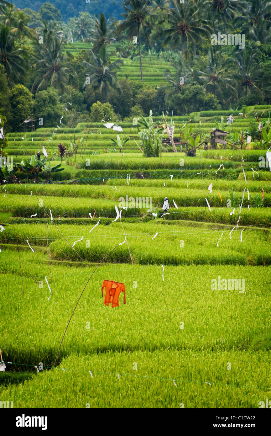 The area of Belimbing, Bali, Indonesia, has some of the most beautiful ...