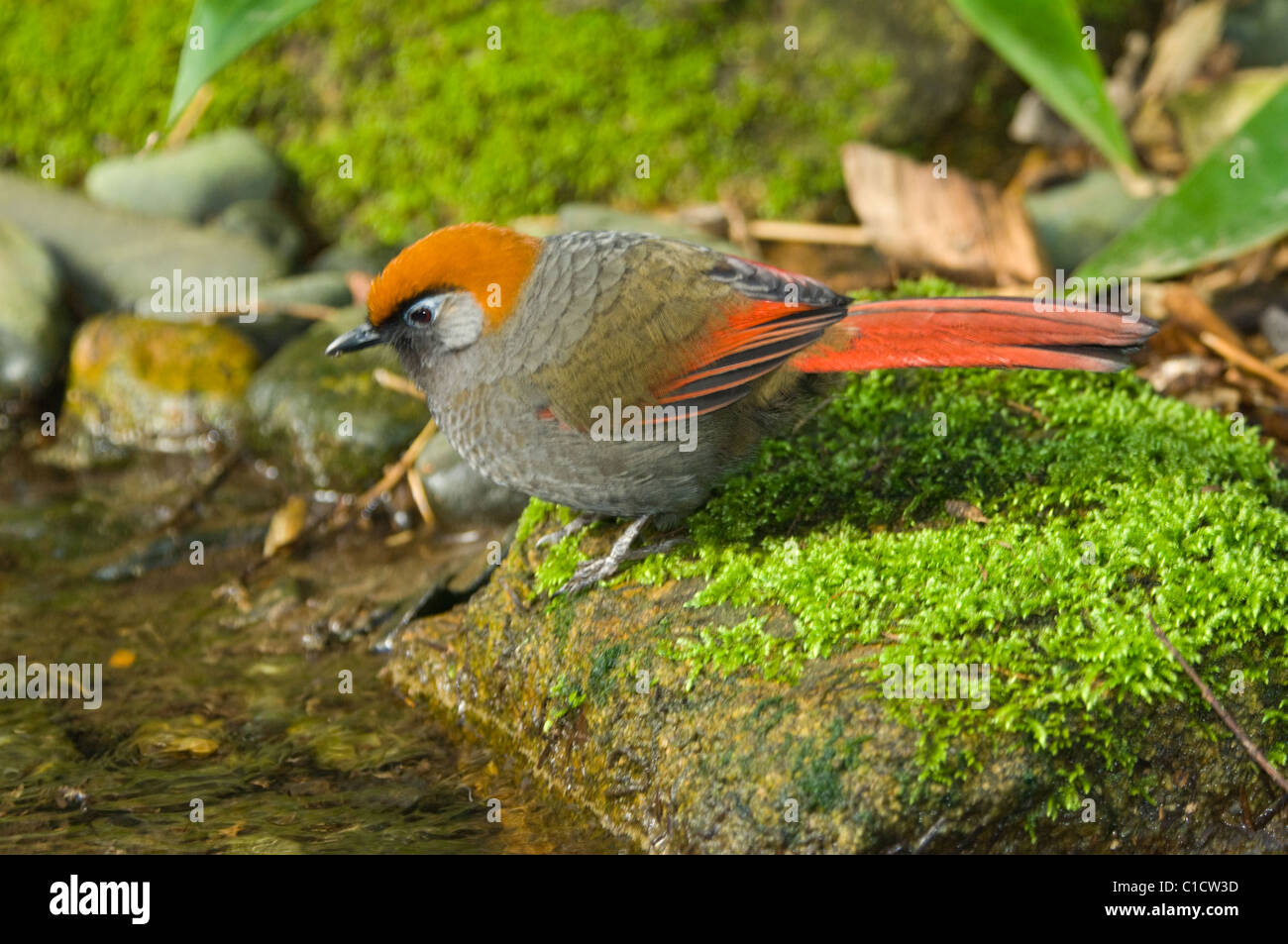 Red-tailed laughing Thrush (Trochalopteron milnei Stock Photo - Alamy