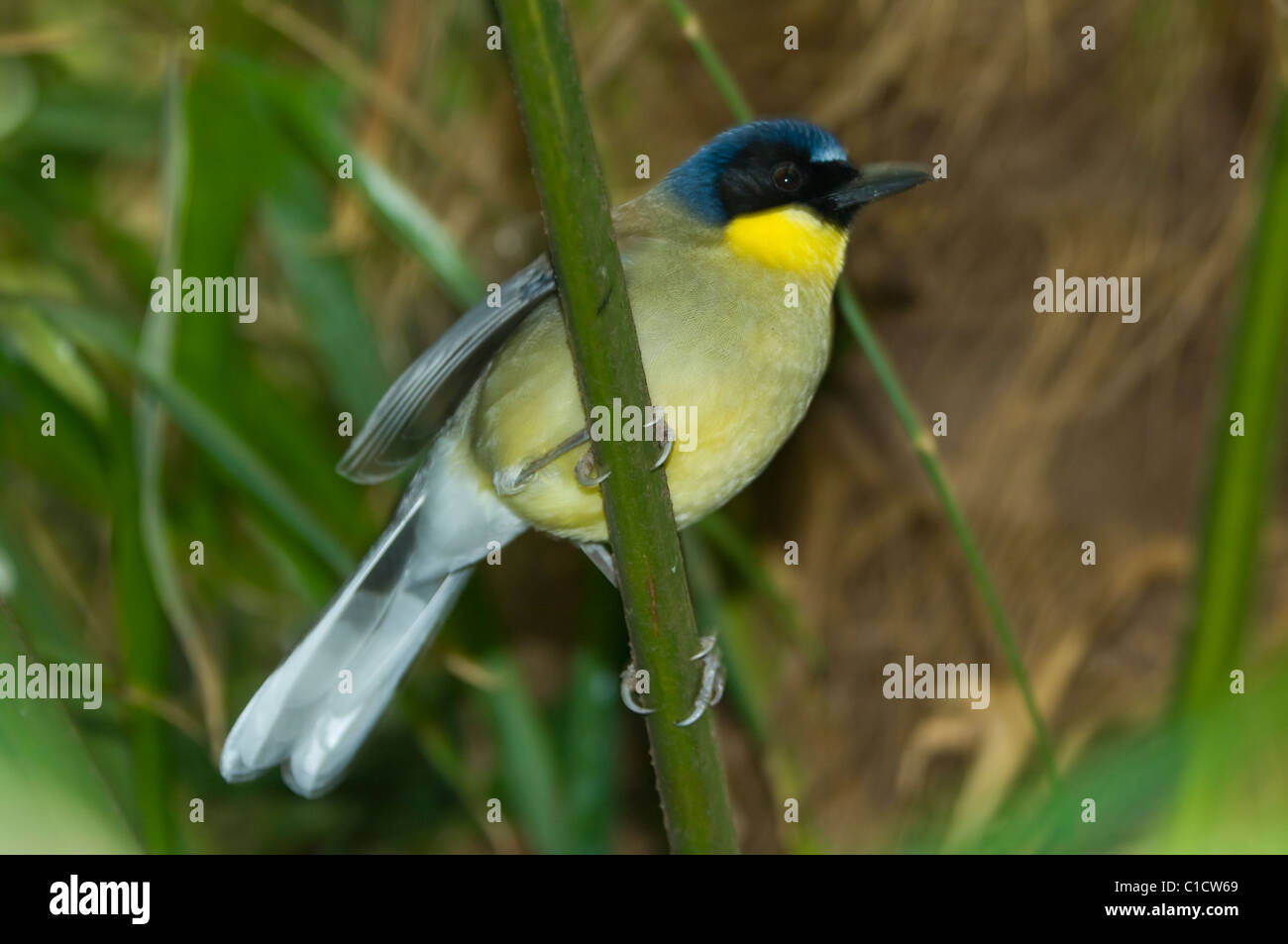 Blue-crowned laughing Thrush Dryonastes courtoisi Captive Stock Photo ...