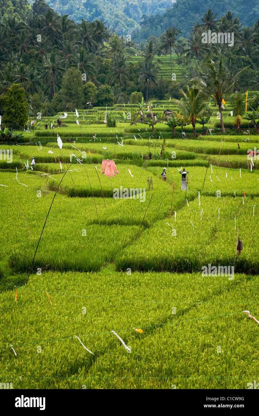 The area of Belimbing, Bali, Indonesia, has some of the most beautiful ...
