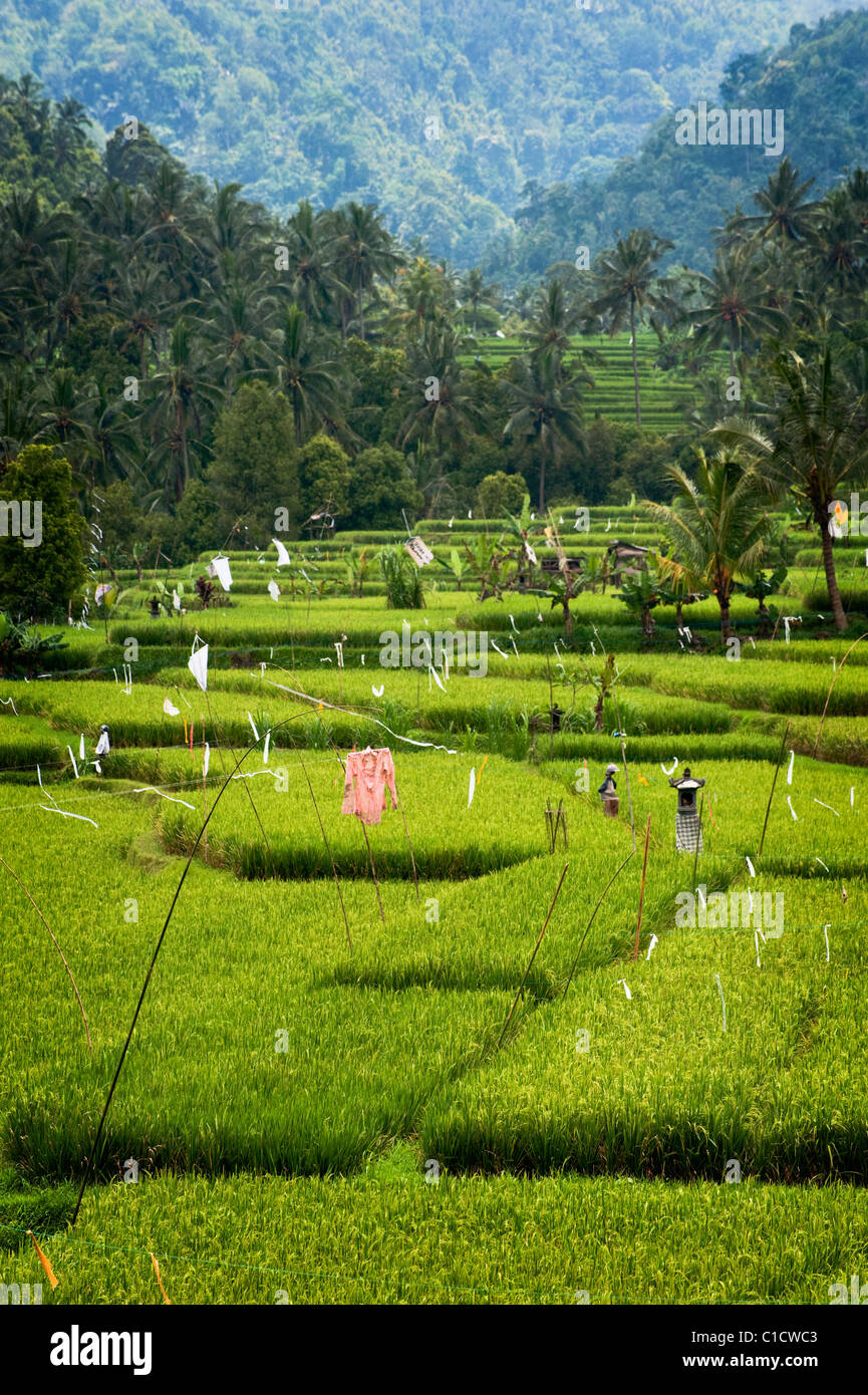 The area of Belimbing, Bali, Indonesia, has some of the most beautiful ...