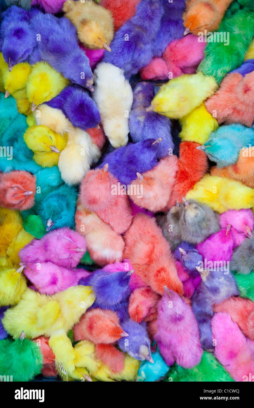 Coloured Chicks For Sale High Resolution Stock Photography and Images ...