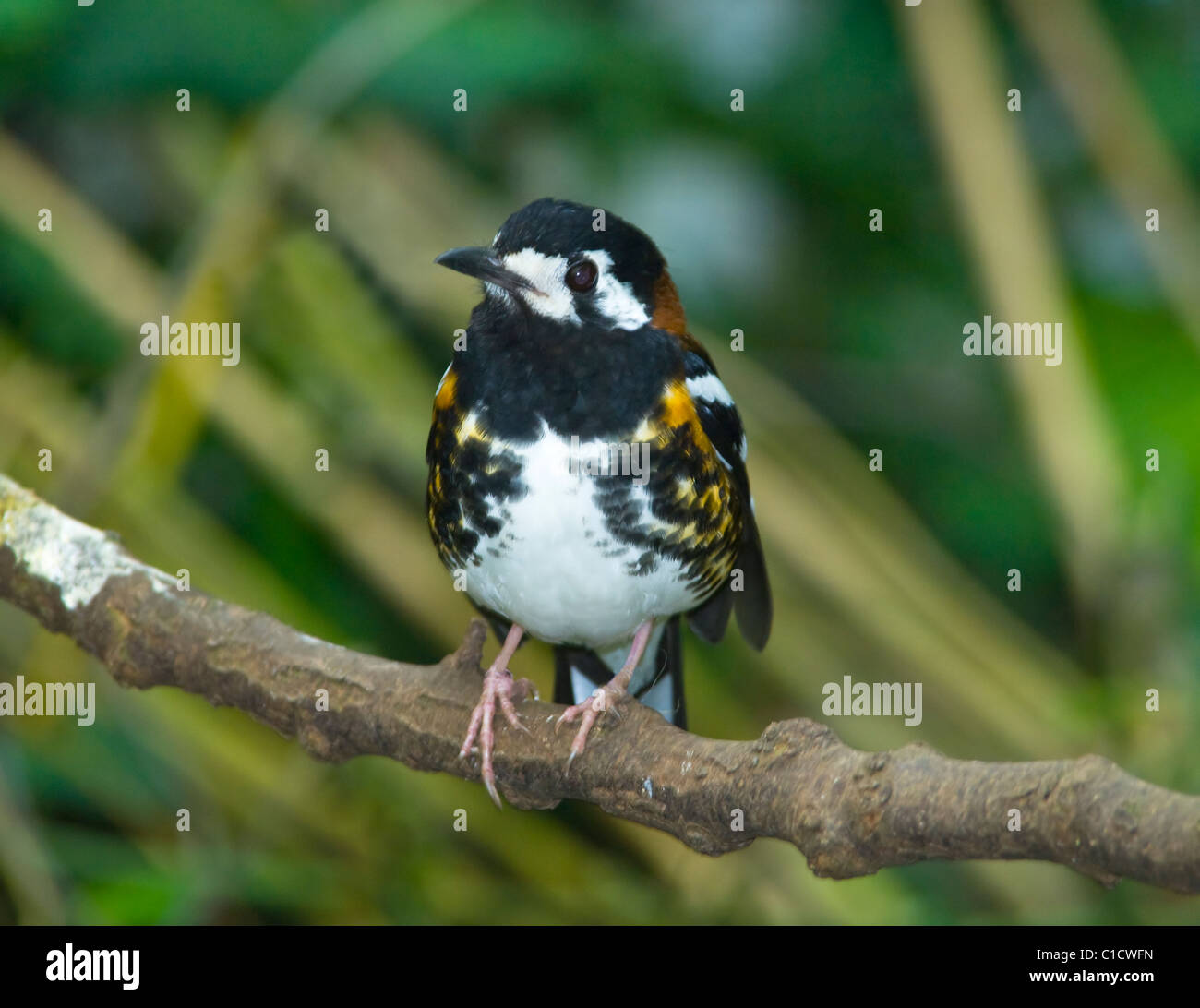 Chestnut backed thrush hi-res stock photography and images - Alamy