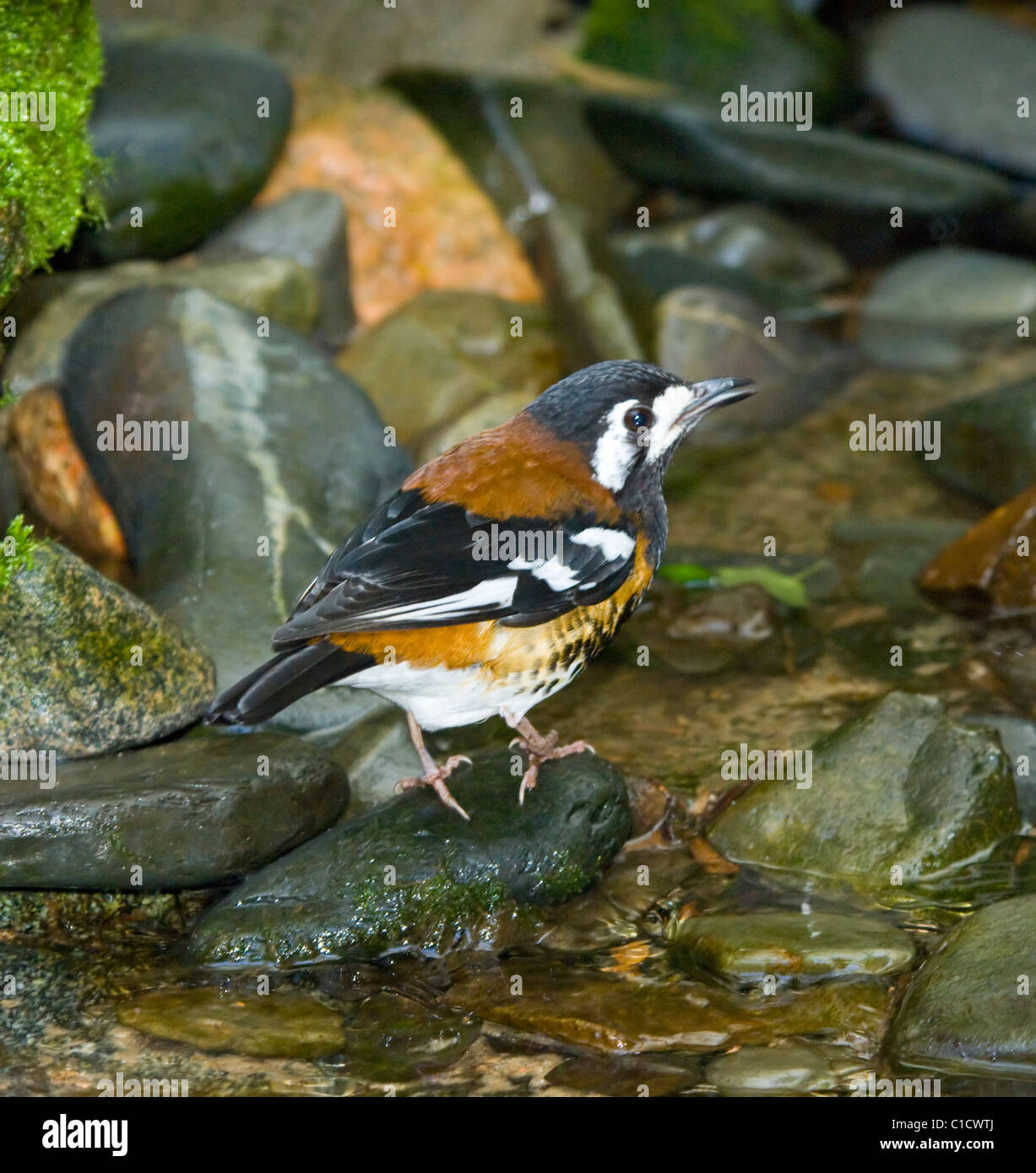 Chestnut-backed Thrush (Zoothera dohertyi) Captive Stock Photo - Alamy