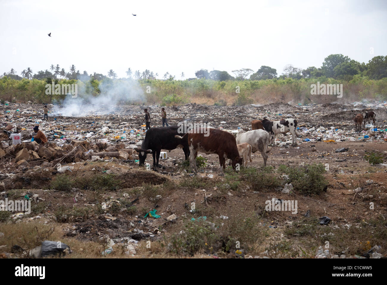 Cattle feeding and Africans scavenging on rubbish dump waste on ...