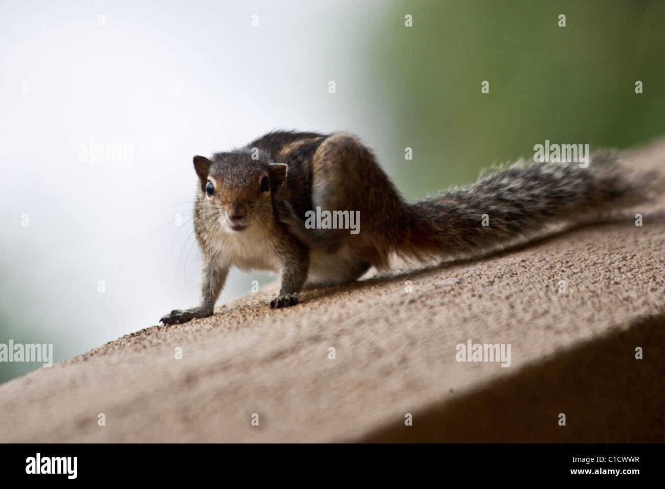 Sri lanka chipmunk hi-res stock photography and images - Alamy