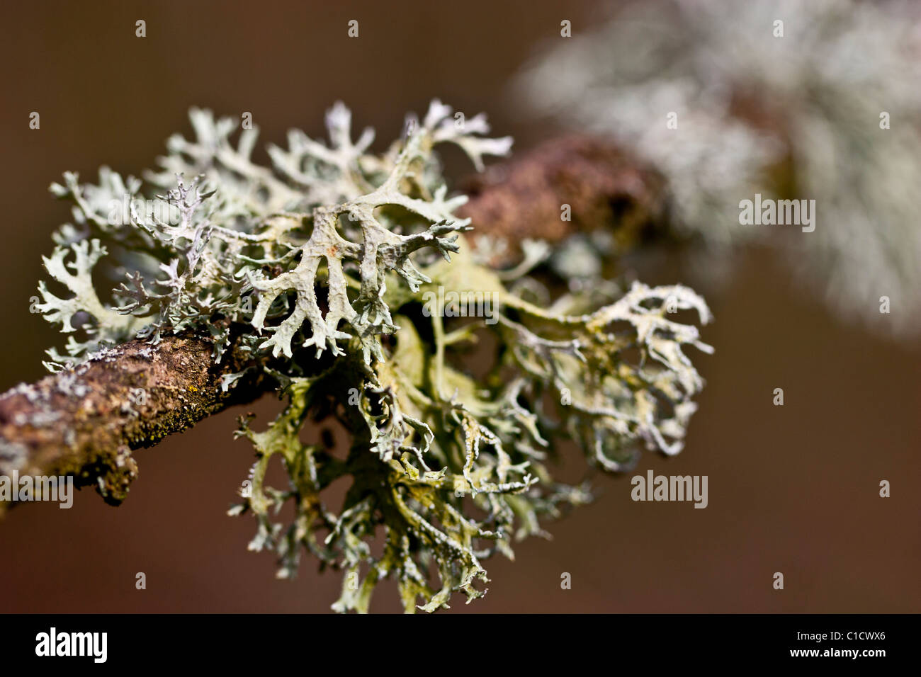 Lichen growing on a tree branch Stock Photo - Alamy