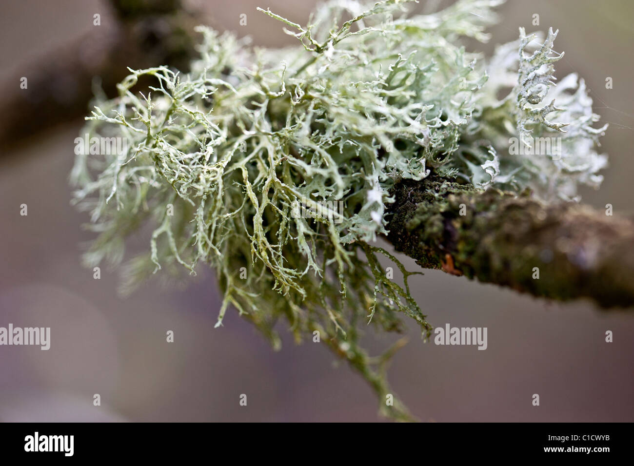 Lichen growing on a tree branch Stock Photo - Alamy