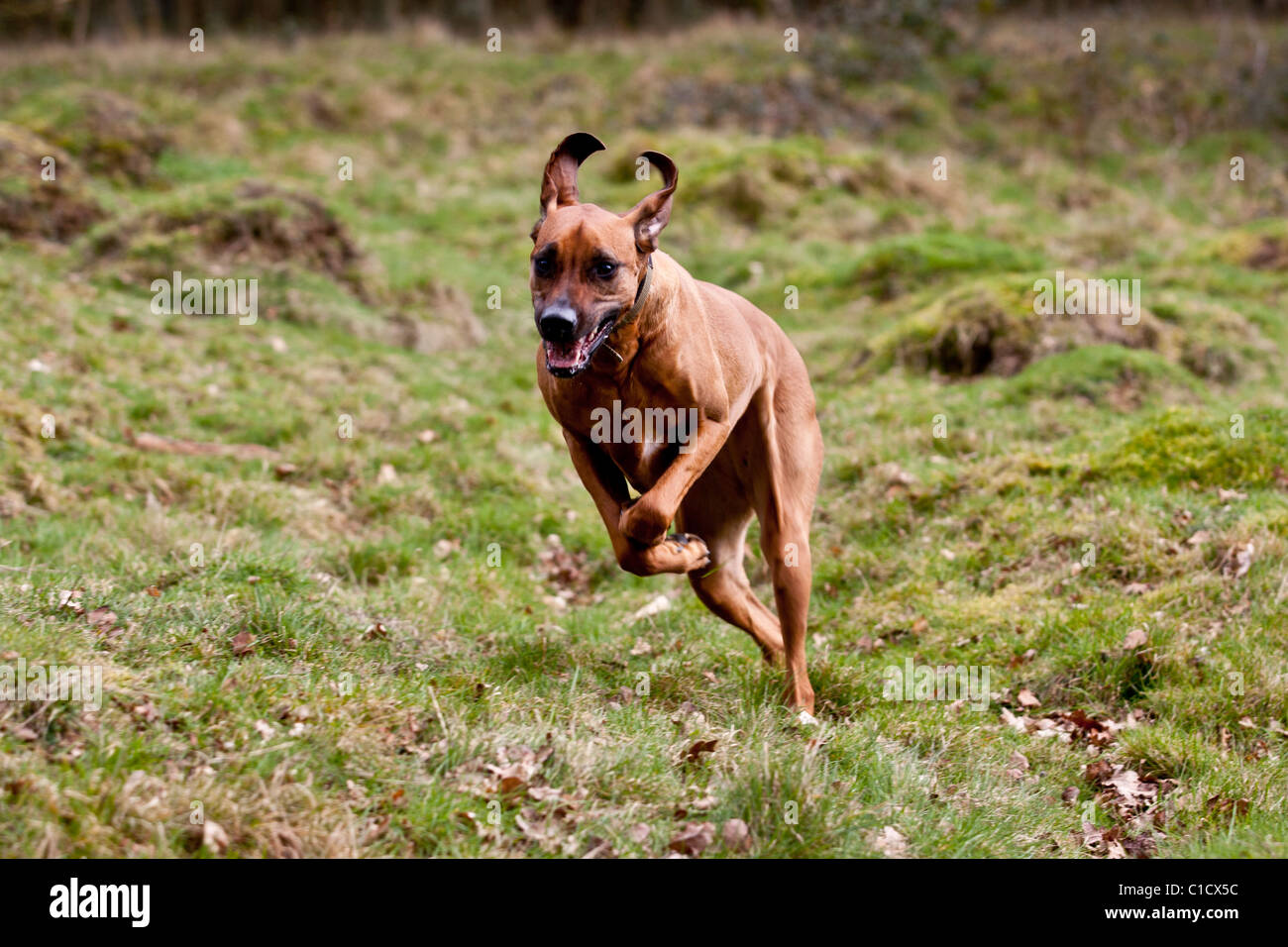 Rhodesian ridgeback hi-res stock photography and images - Alamy