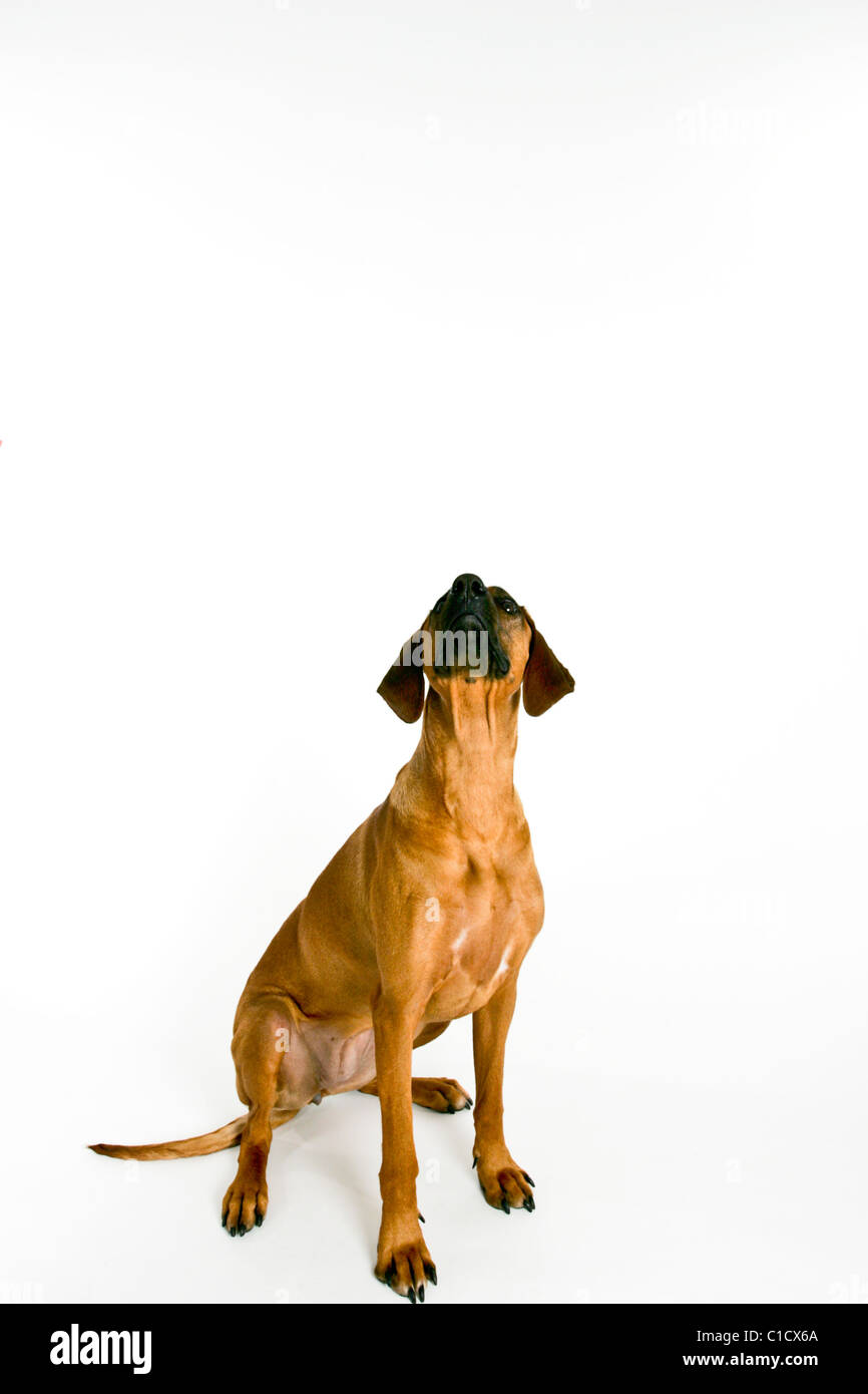 Rhodesian Ridgeback sitting side on looking up Stock Photo - Alamy