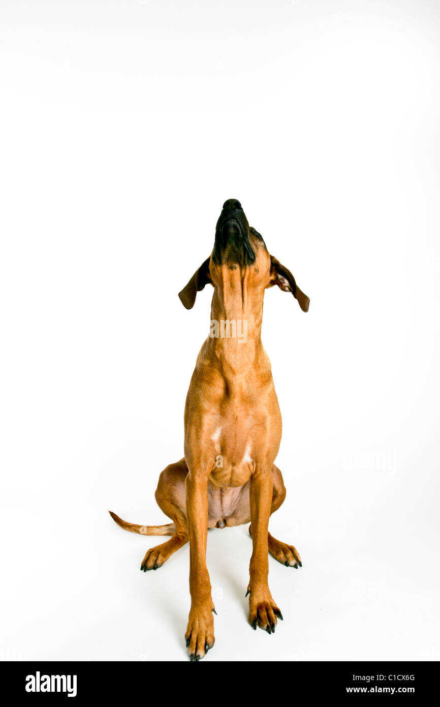 Dog rhodesian ridgeback african lion hi-res stock photography and ...