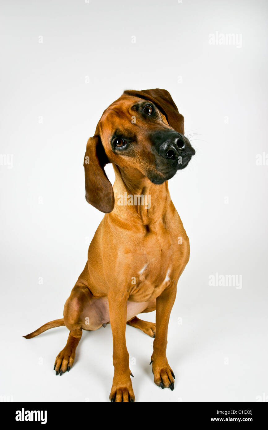 Rhodesian front hi-res stock photography and images - Alamy