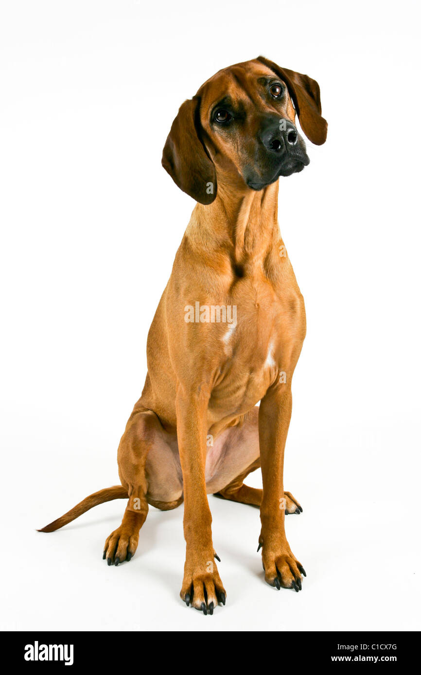 Rhodesian Ridgeback sitting, looking at the camera on a white ...
