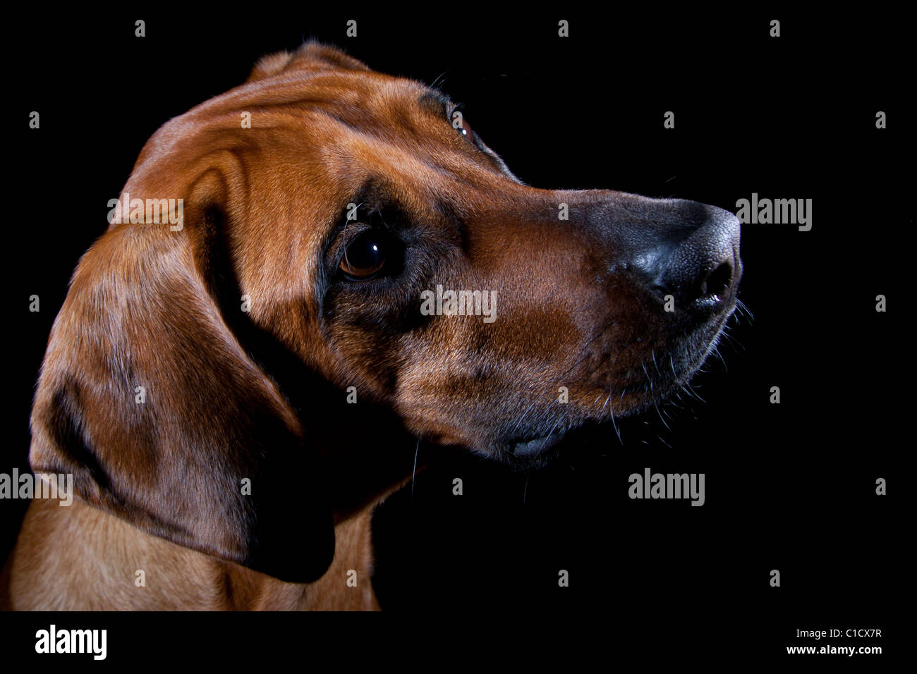 Rhodesian Ridgeback, Head shot on on black background Stock Photo - Alamy