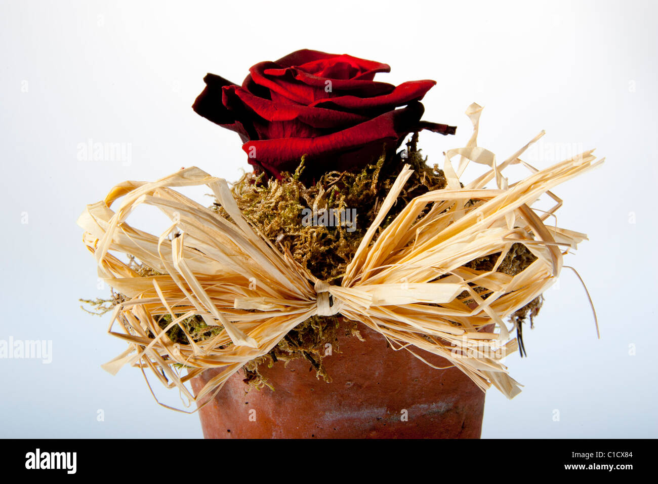 Bow pot hi-res stock photography and images - Alamy