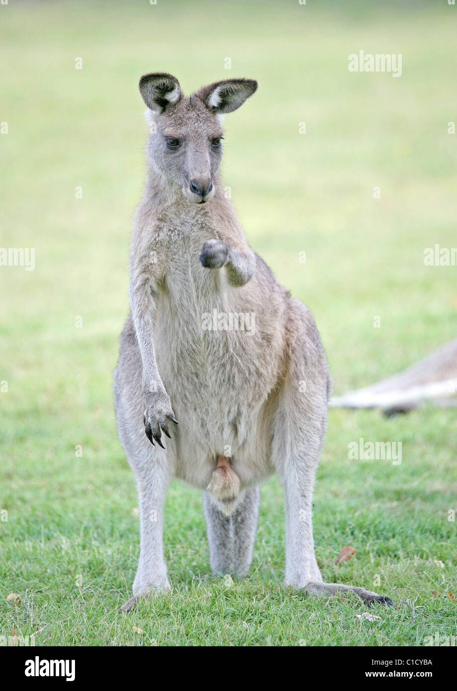 Male kangaroo hi-res stock photography and images - Alamy