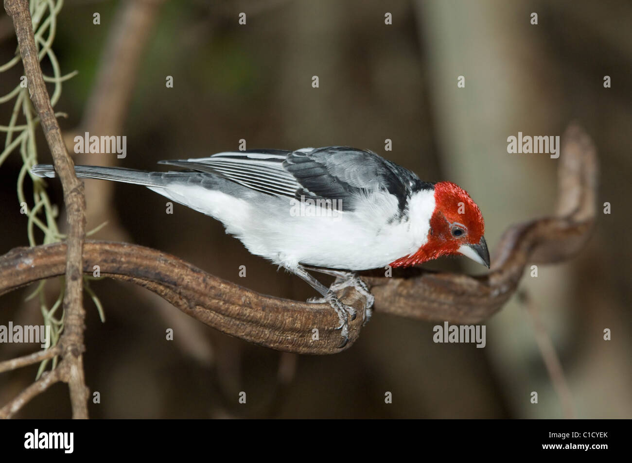 Red-cowled Cardinal (Paroaria dominicana Stock Photo - Alamy