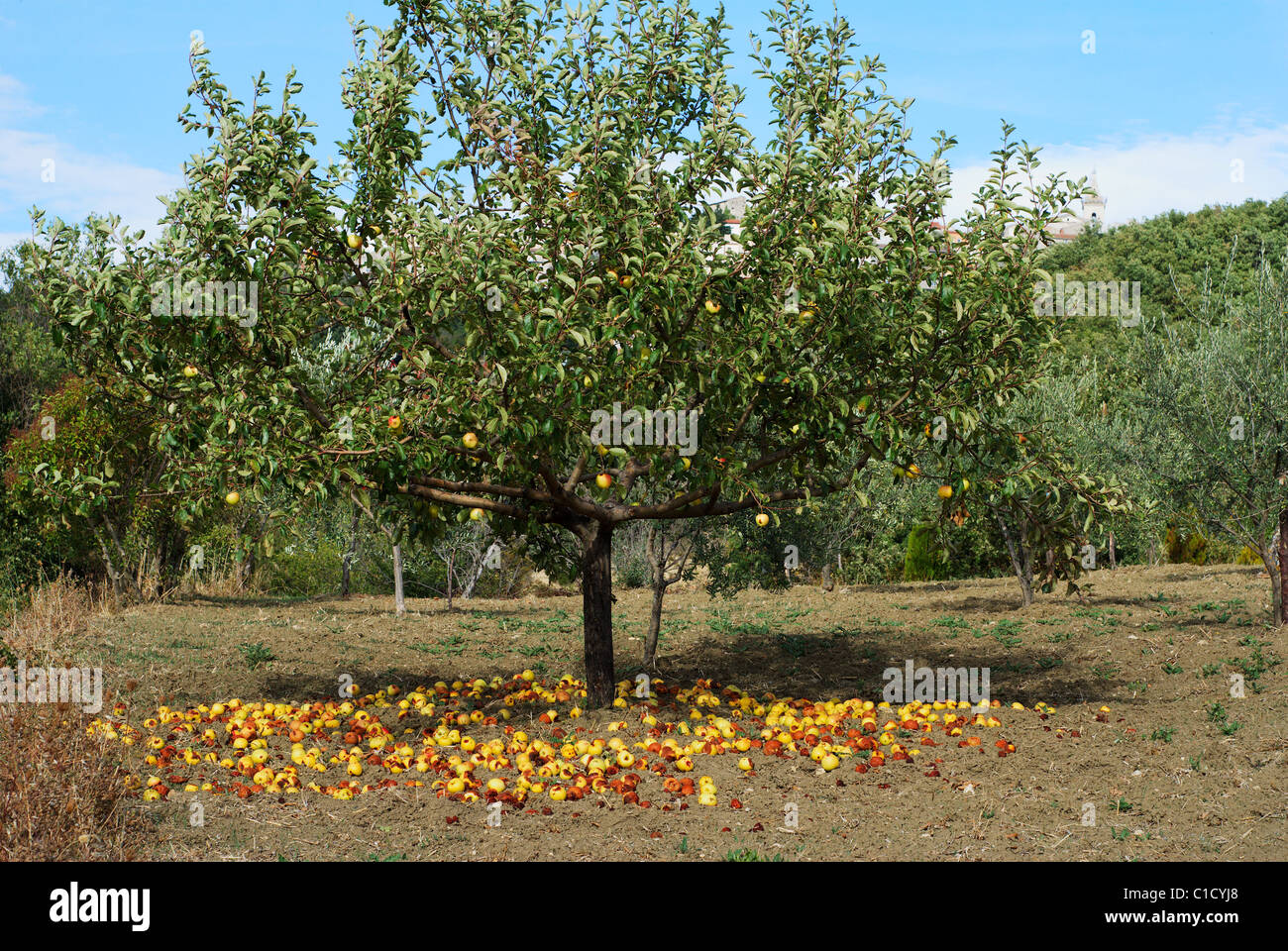 Leaves under the apple tree hi-res stock photography and images - Alamy