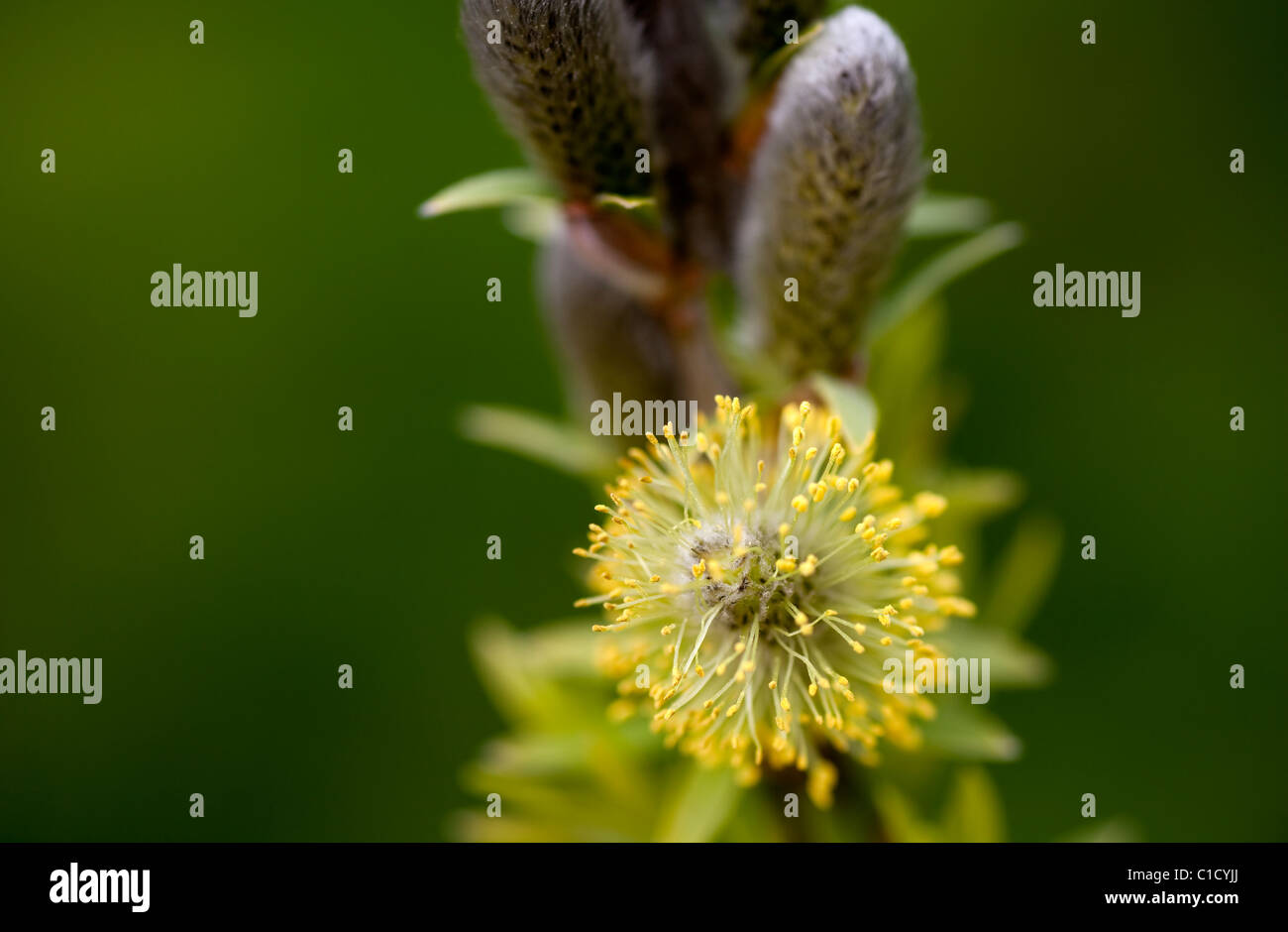 Catkin flower hi-res stock photography and images - Alamy