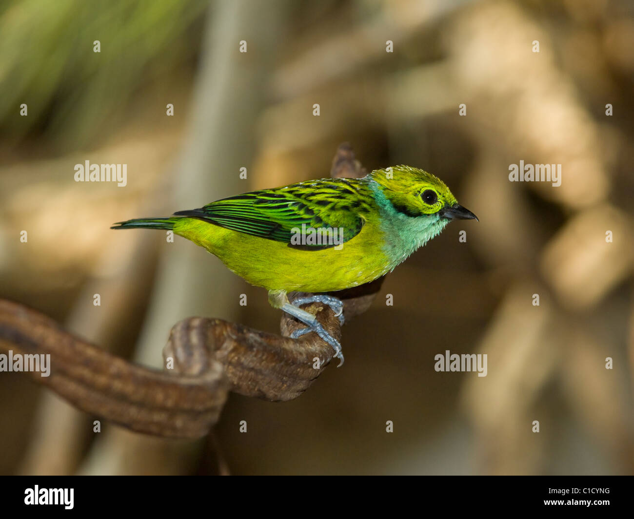 Tangara hi-res stock photography and images - Alamy