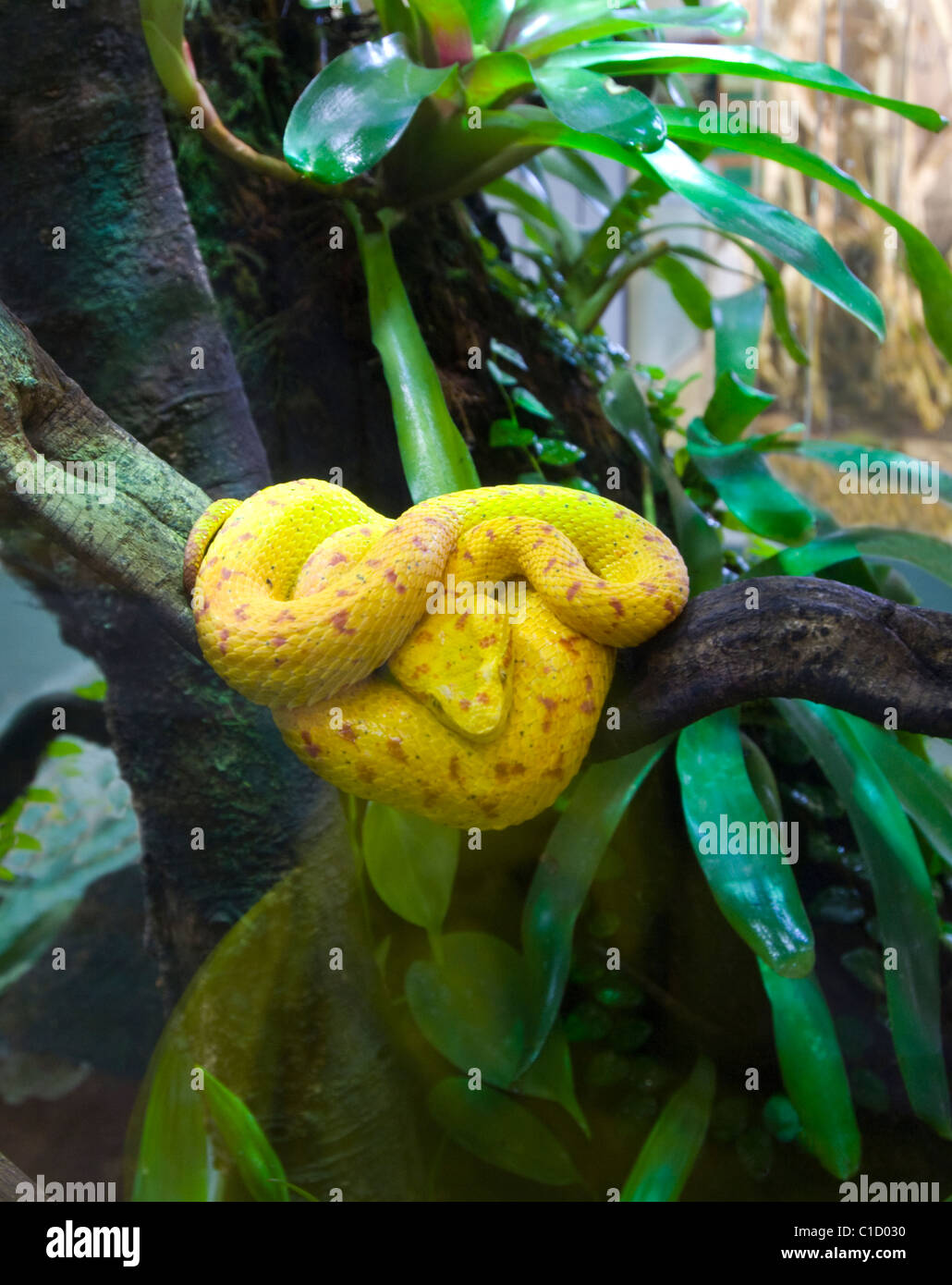 Yellow bothriechis schlegelii hi-res stock photography and images - Alamy