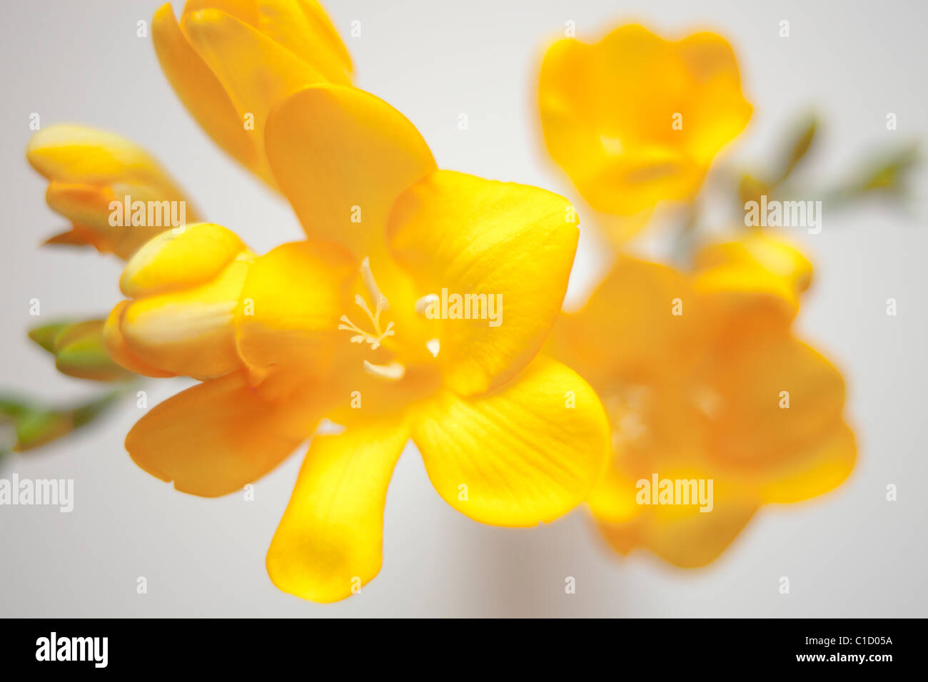 Freesies hi-res stock photography and images - Alamy
