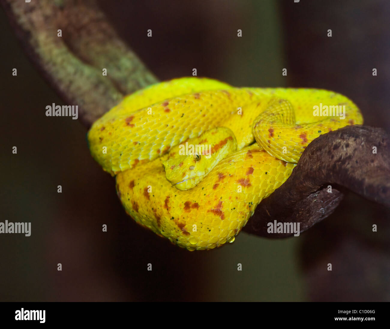 Eyelash Viper (Bothriechis schlegelii Stock Photo - Alamy