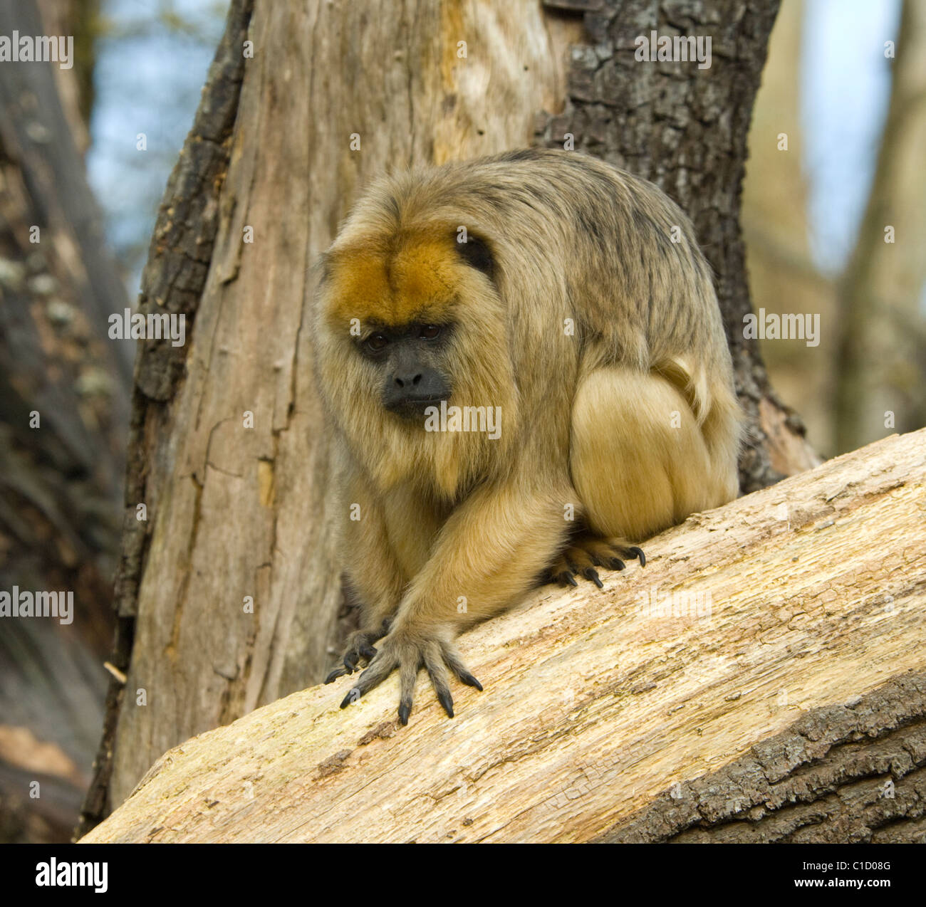 Female Black and Gold Howler Monkey (Alouatta curaya Stock Photo - Alamy