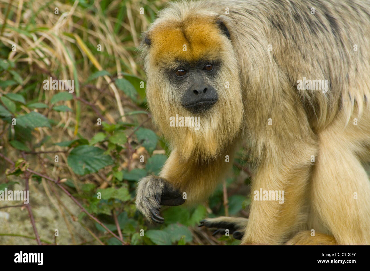 Female Black and Gold Howler Monkey (Alouatta curaya Stock Photo - Alamy