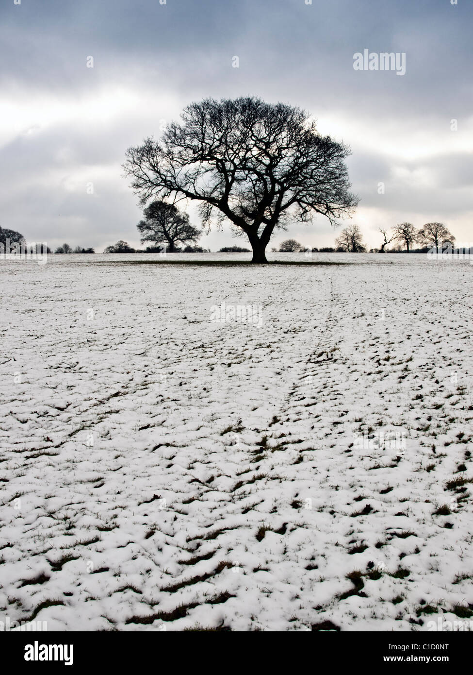 Field and tree hi-res stock photography and images - Alamy