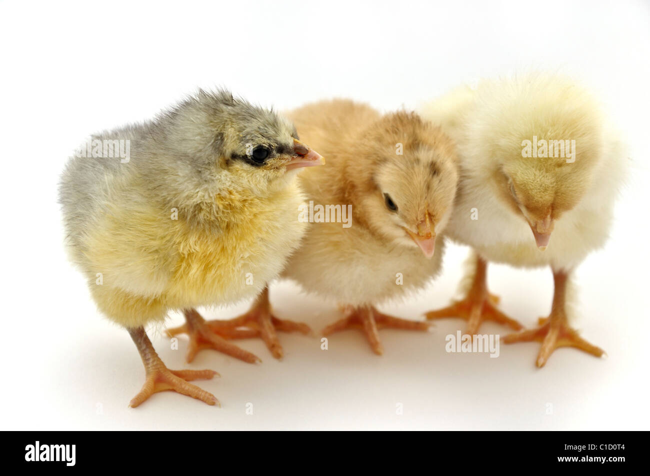 3 baby chickens hi-res stock photography and images - Alamy