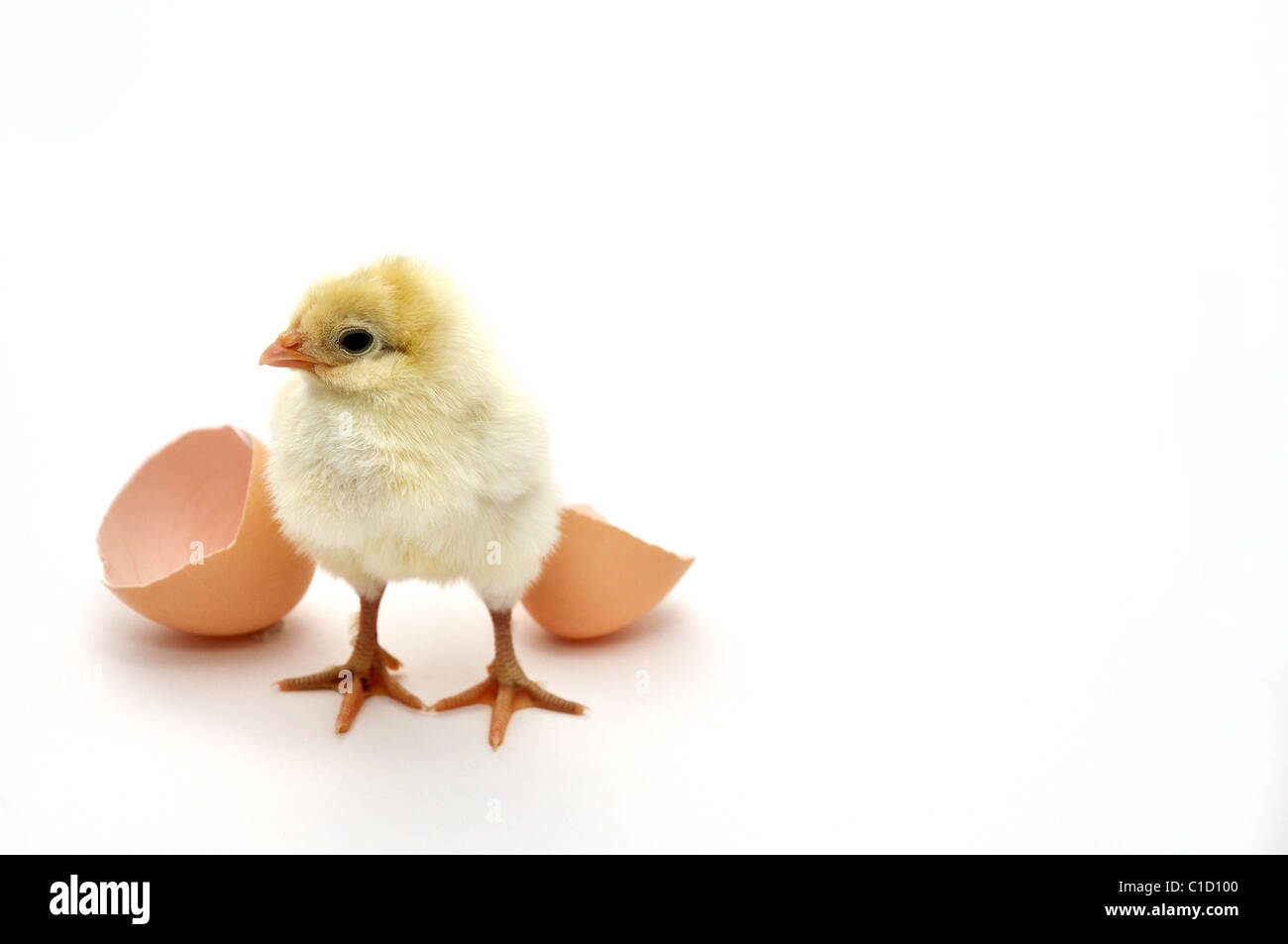 Chick hatching hi-res stock photography and images - Alamy