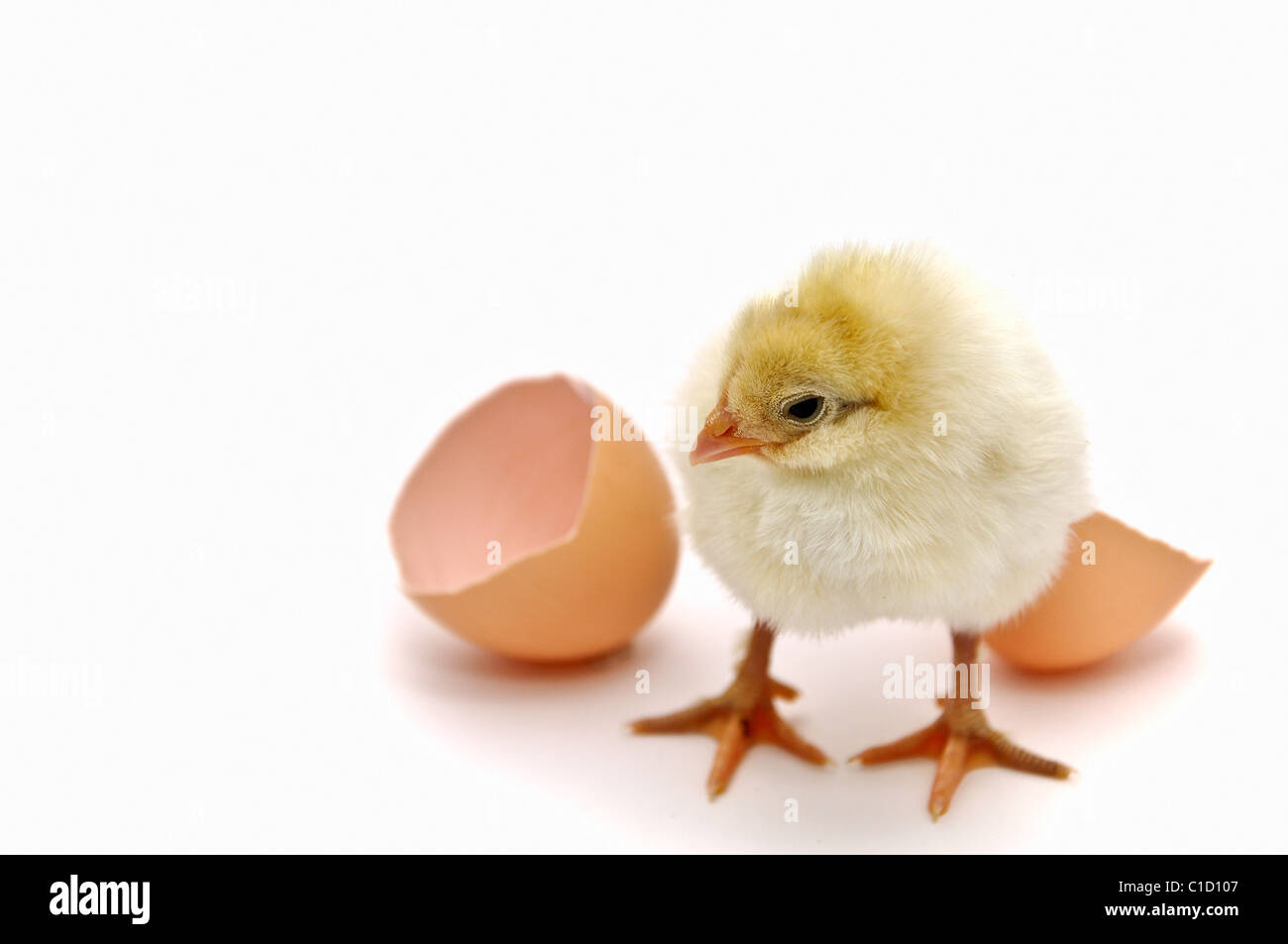 Chick Hatching High Resolution Stock Photography and Images - Alamy