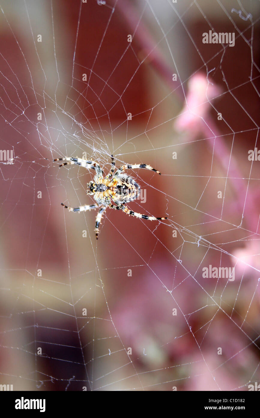 common garden spider england web centre middle wait catch snare food ...