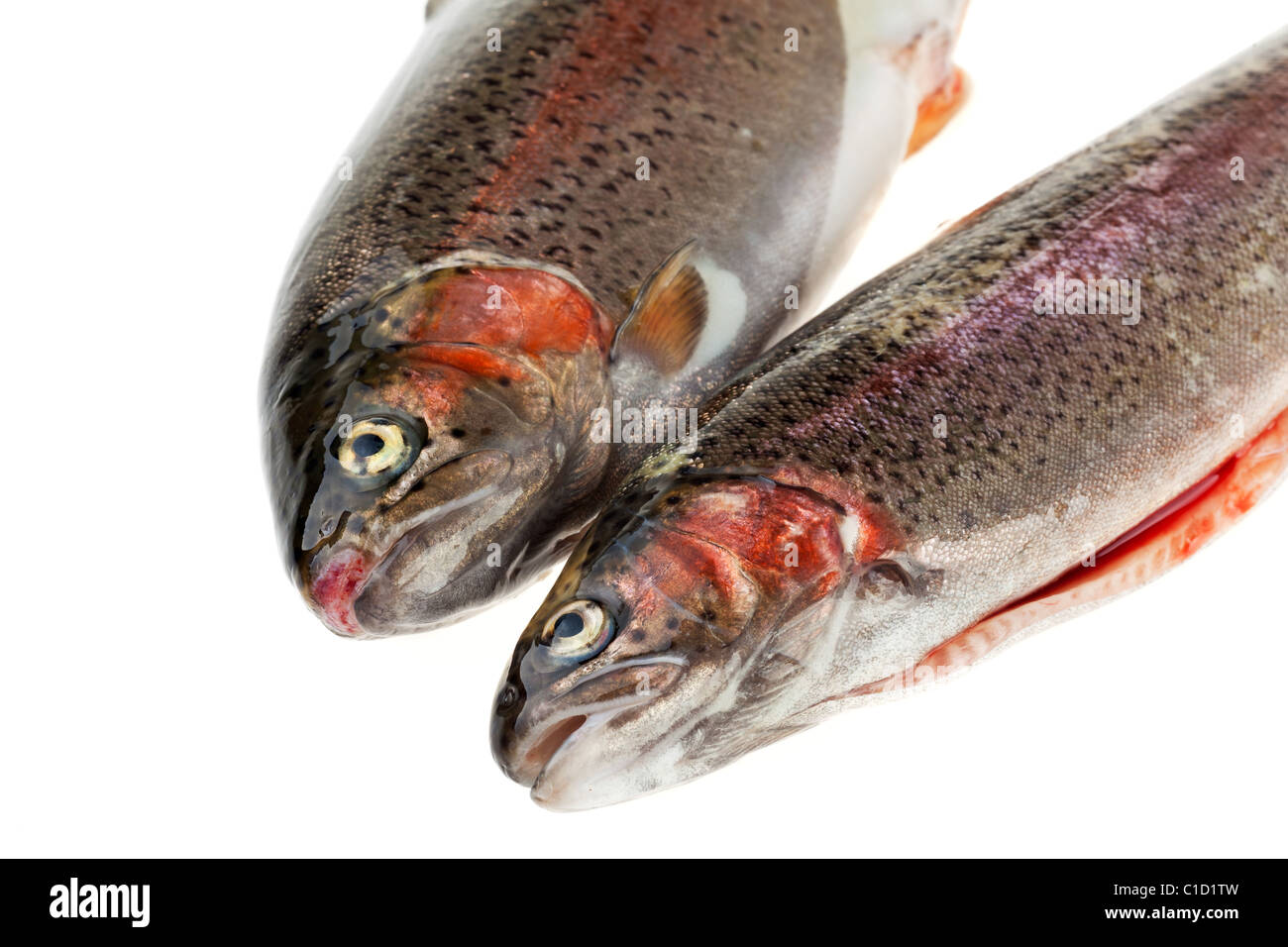 two rainbow trouts isolated on white Stock Photo - Alamy