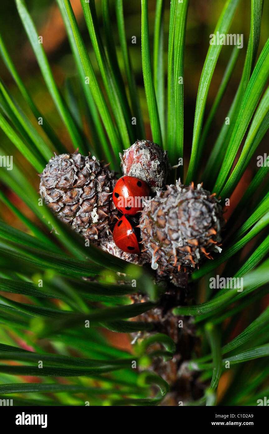 Ladybirds beetles sheltering amongst pine cones Stock Photo - Alamy