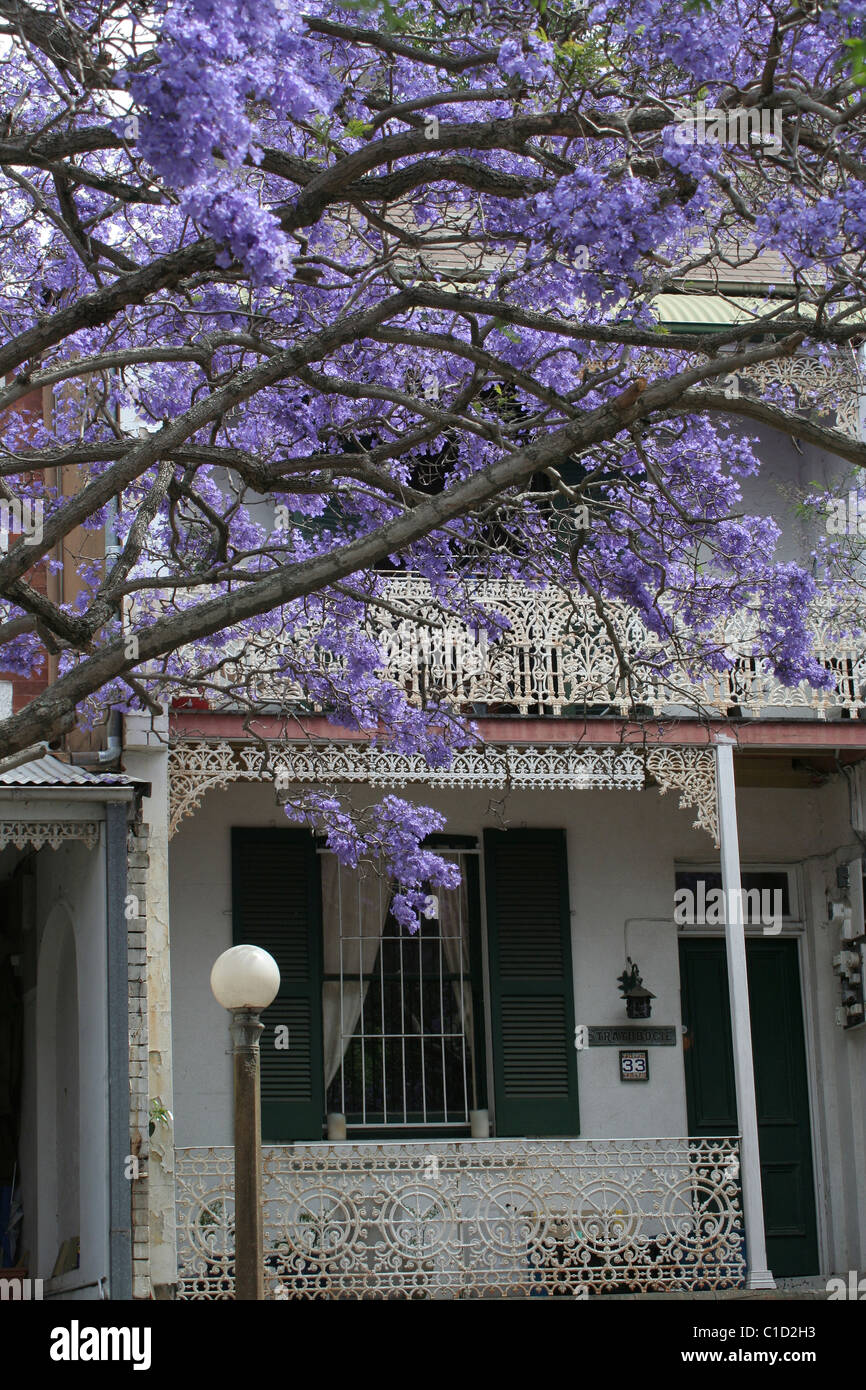 Jacaranda tree in bloom in front of a row of old terraced houses in the ...
