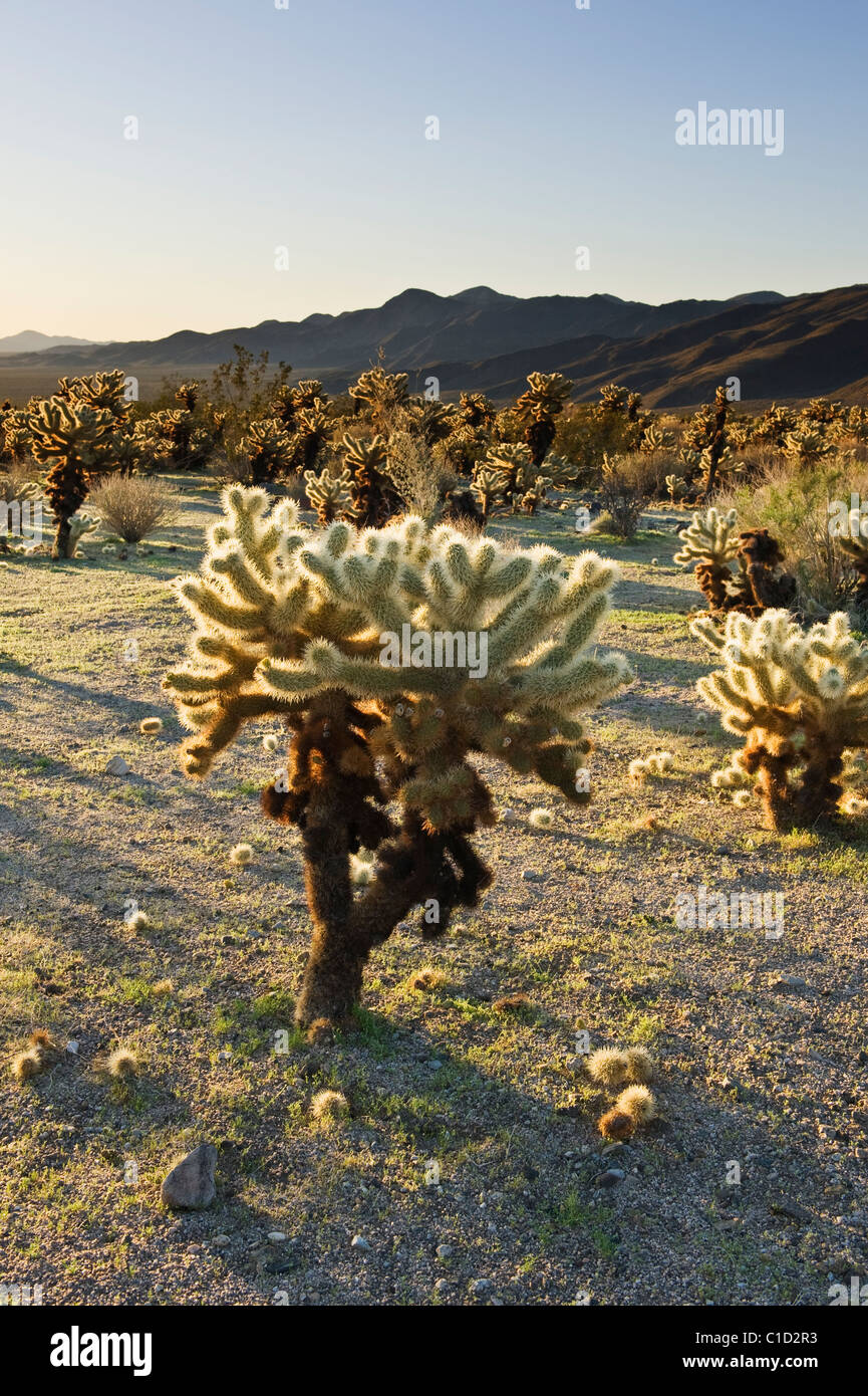 Teddy-Bear Cholla cactus - Cylindropuntia bigelovii, Joshua Tree ...