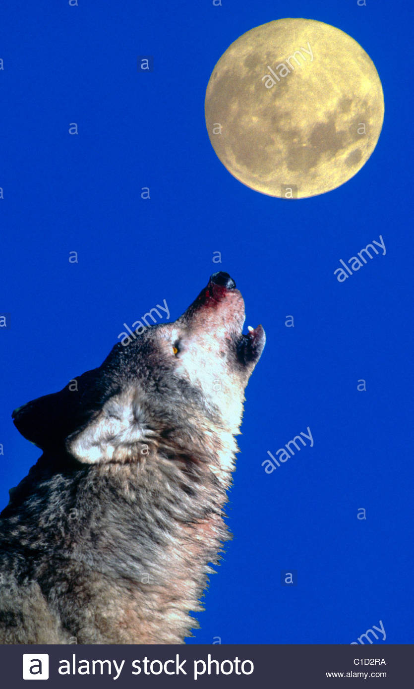 Wolf Howling Stock Photos & Wolf Howling Stock Images - Alamy
