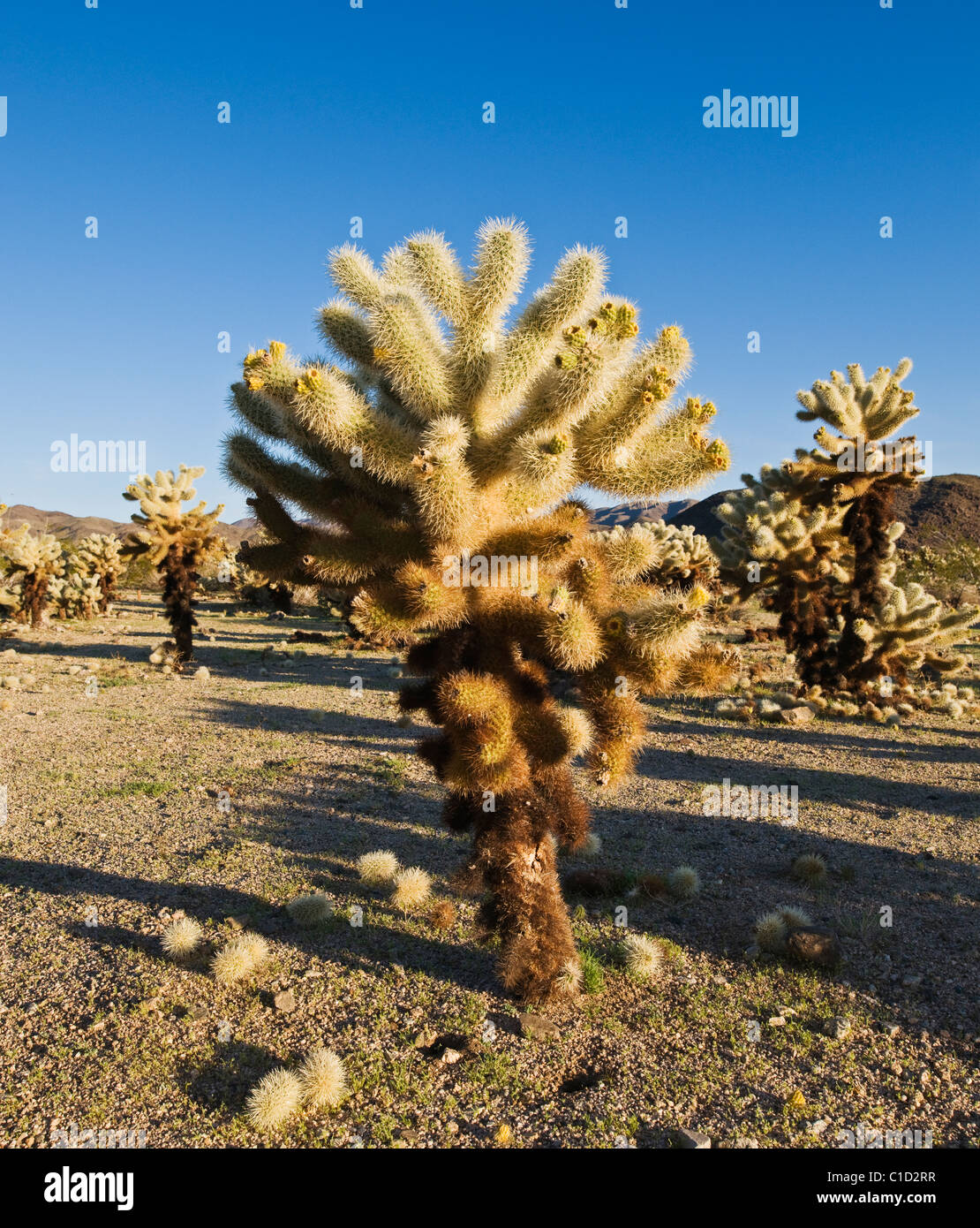 Teddy-Bear Cholla cactus - Cylindropuntia bigelovii, Joshua Tree ...