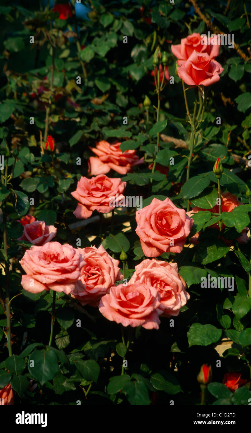 Athens Greece Pink Roses Stock Photo - Alamy