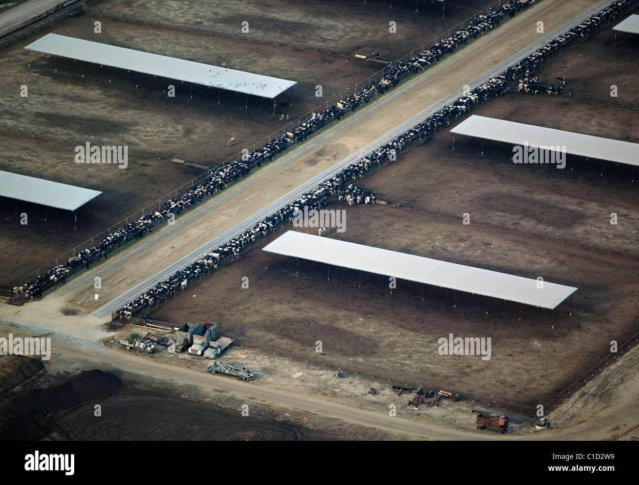 Large scale cattle farming hi-res stock photography and images - Alamy