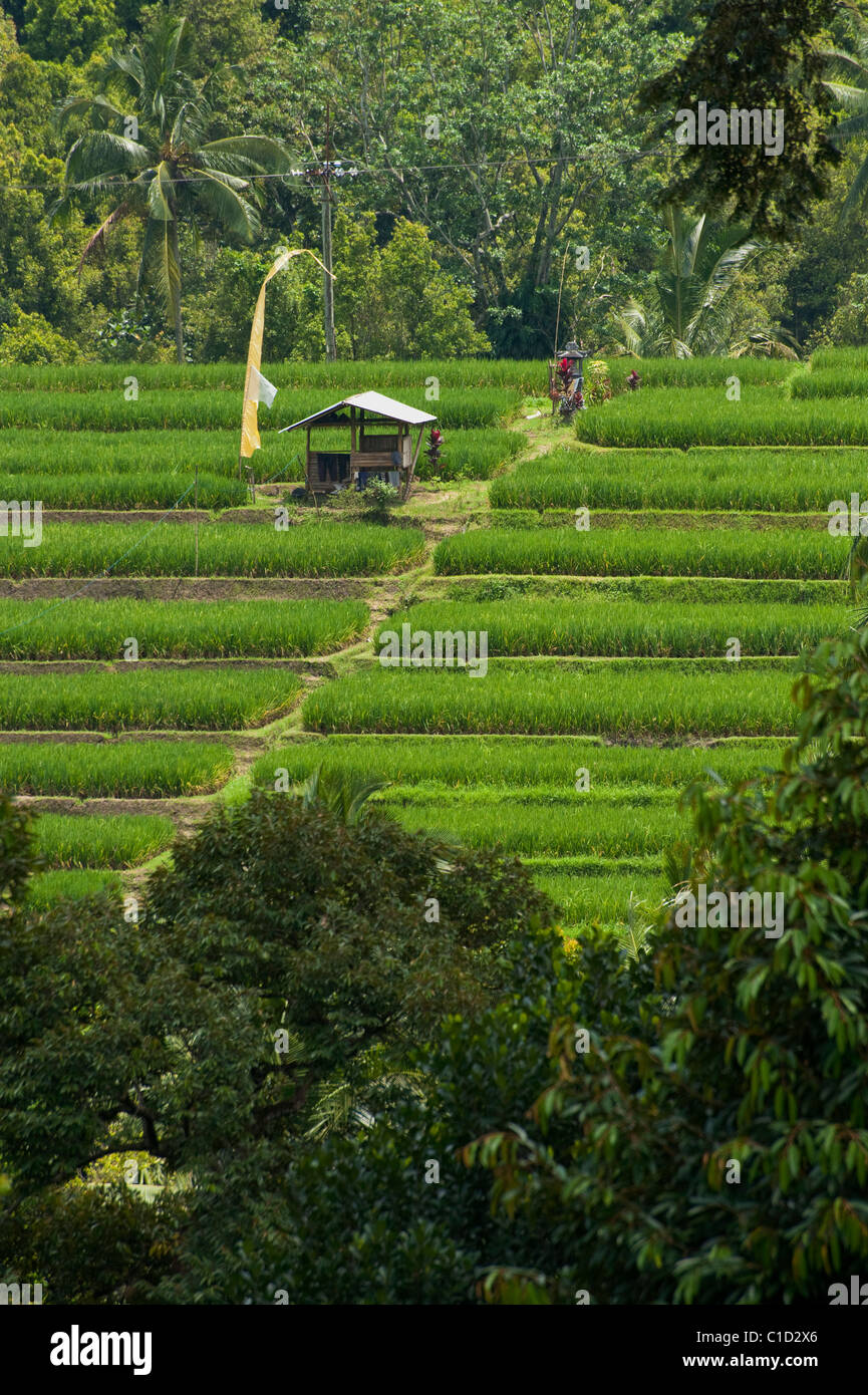 The spectacular verdant green rice terraces of Bali, Indonesia Stock ...