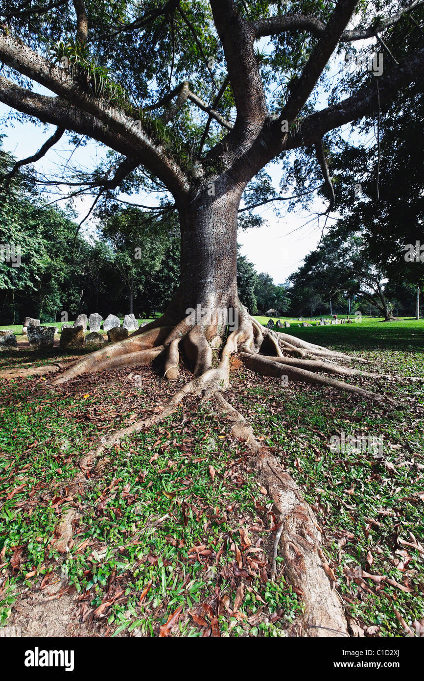 Ceiba Tree with Buttress Roots, Caguana Ceremonial Park, Utuado, Puerto ...